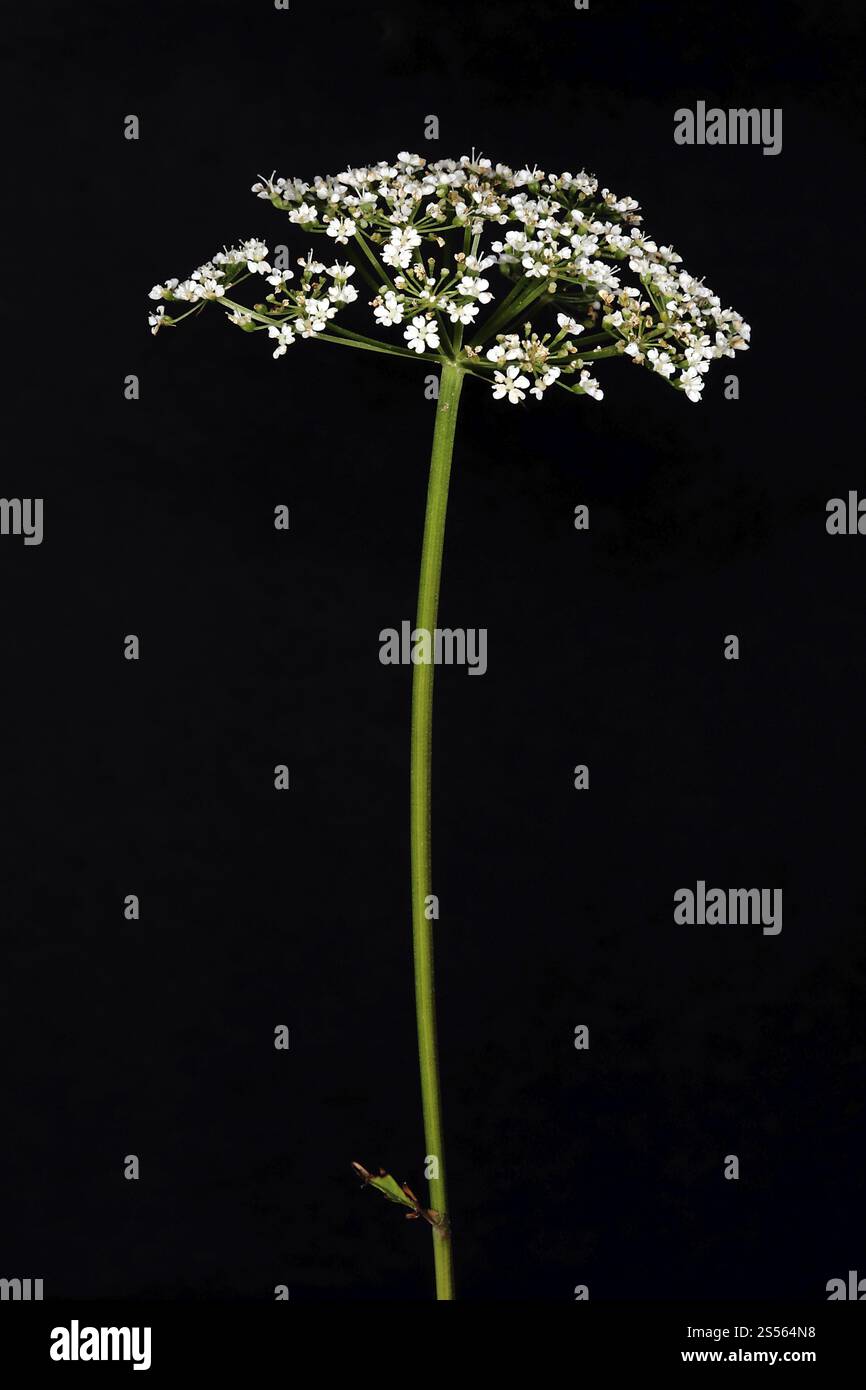 Ground Elder, Goutweed, Aegopodium podagraria Stock Photo - Alamy