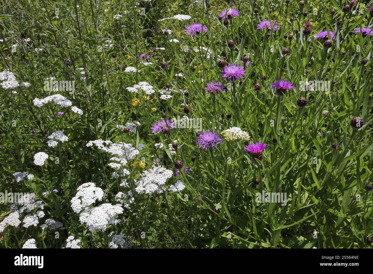 Knapweeds flowering hi-res stock photography and images - Alamy