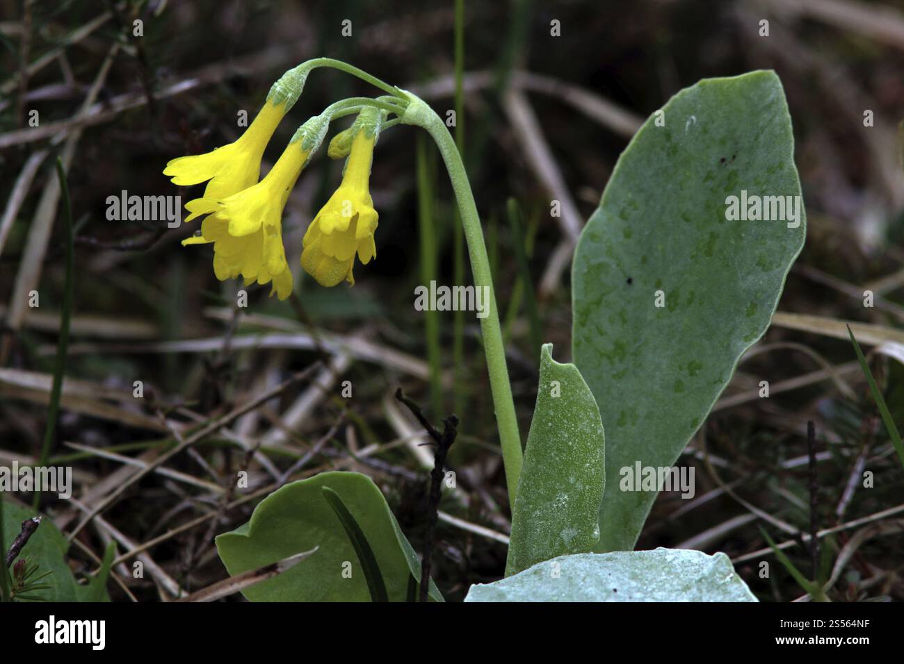Flower auriculas hi-res stock photography and images - Alamy