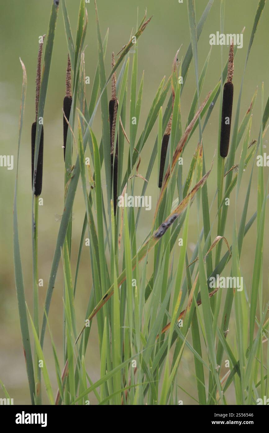 Cattail, Typha latifolia Stock Photo - Alamy