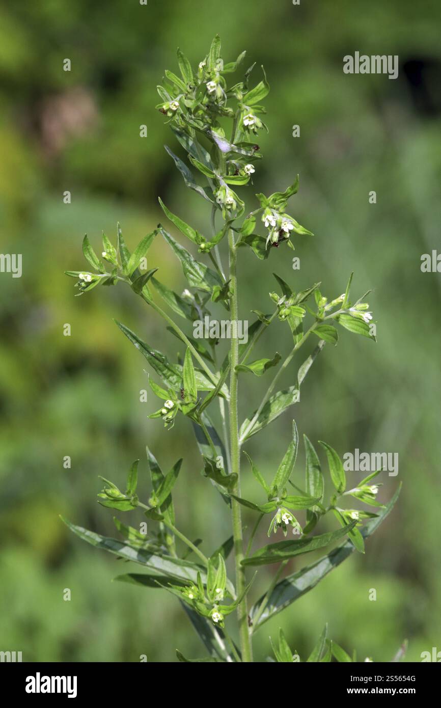Lithospermum officinale, common stonecrop, common gromwell Stock Photo ...