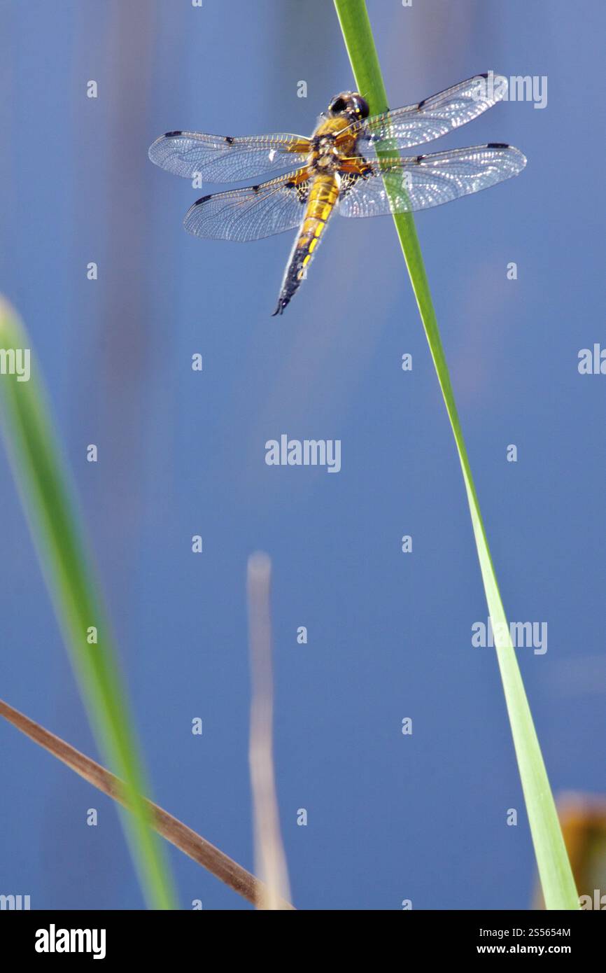 Four-spot, Libellula quadrimaculata Stock Photo - Alamy