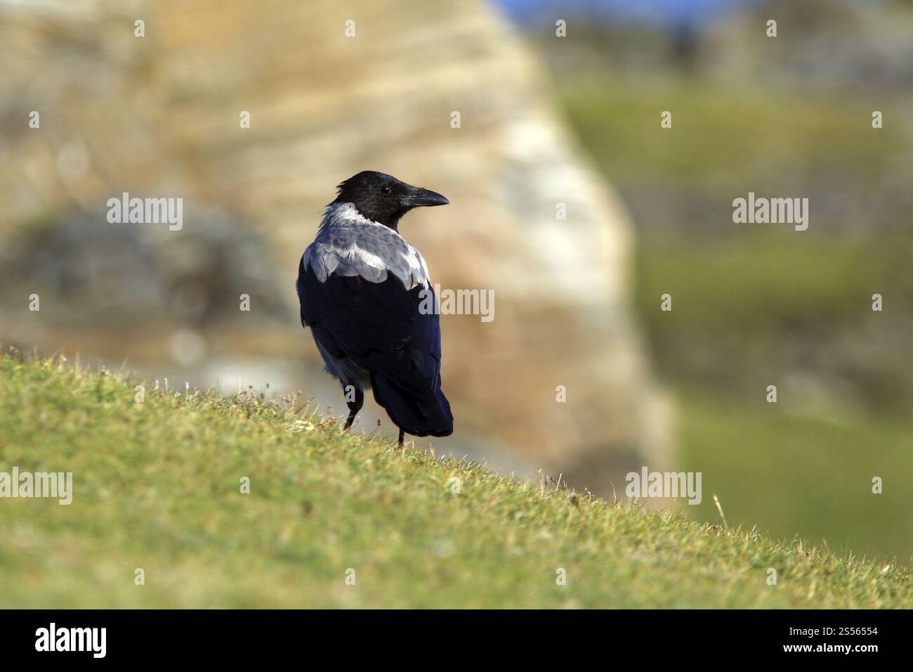 Hooded crow photograph hi-res stock photography and images - Alamy