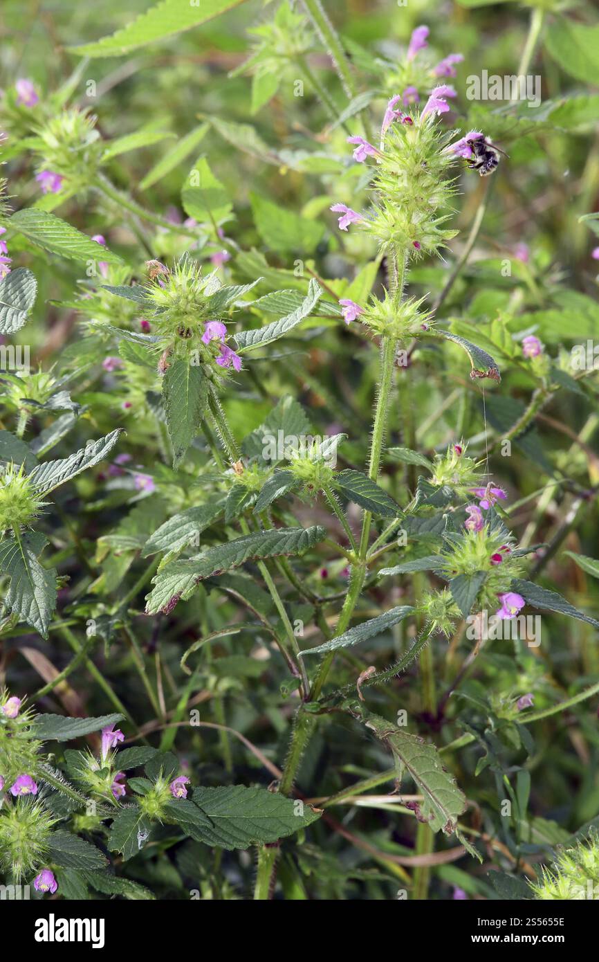 Galeopsis tetrahit, Common Hemp-nettle Stock Photo - Alamy