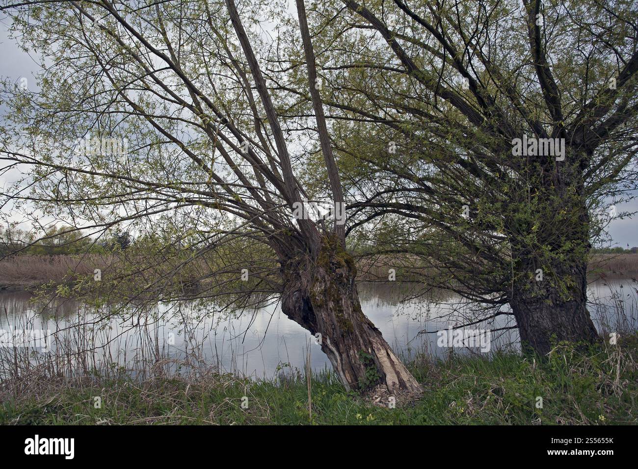 Wicker, Salix viminalis, Common Osier Stock Photo - Alamy