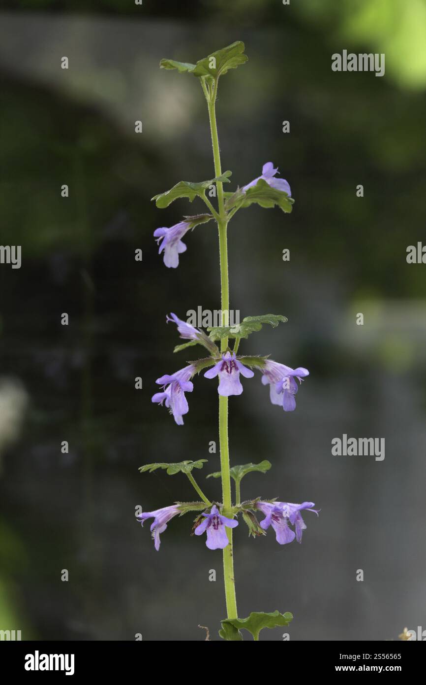 Ground ivy, Glechoma hederacea, ground ivy Stock Photo - Alamy