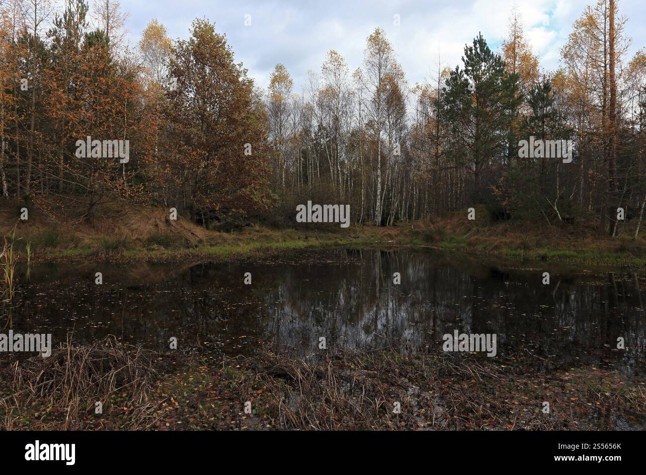Birch quarry forest, Bavaria Stock Photo - Alamy