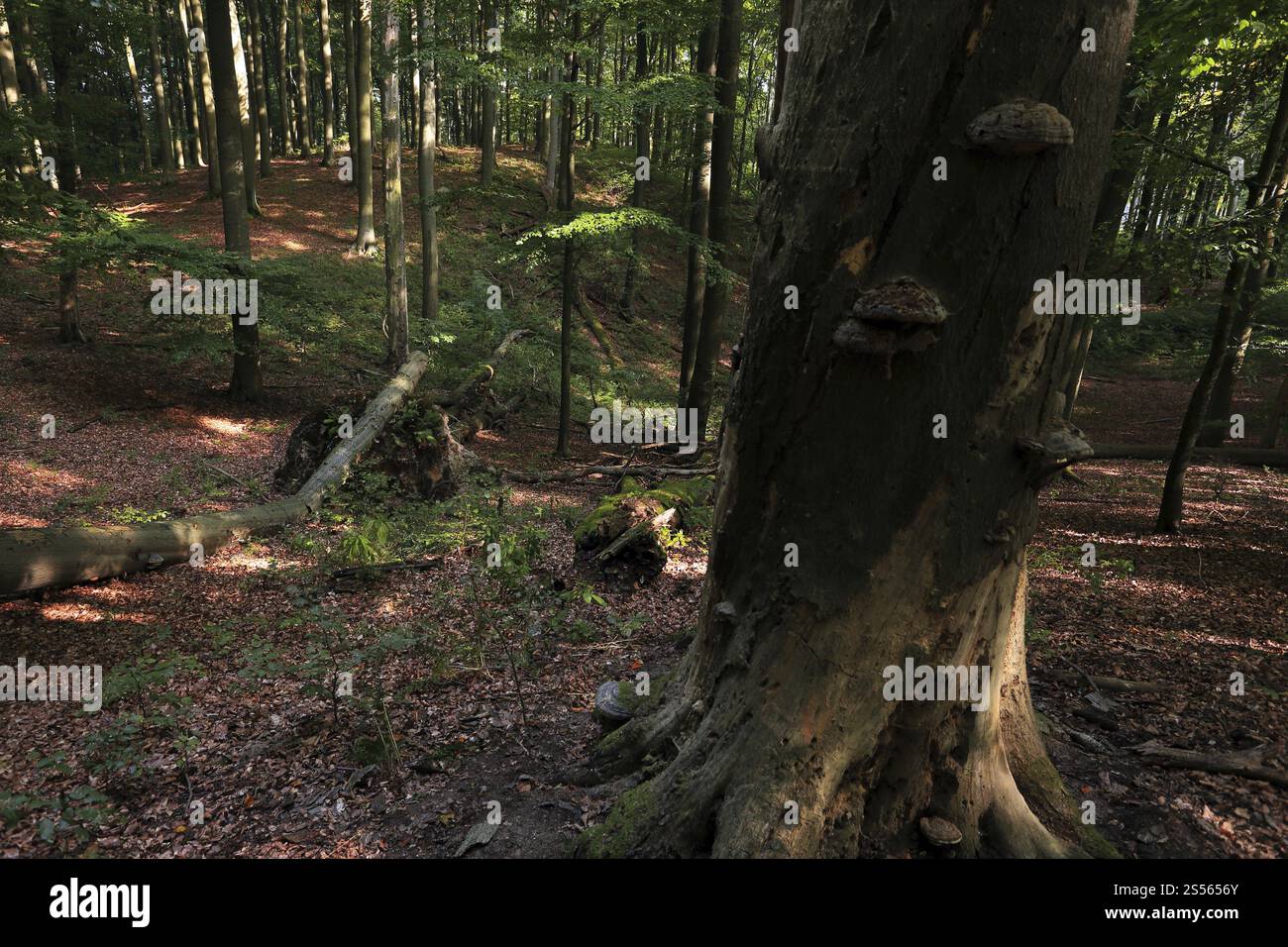 Unesco world heritage site german beech forests hi-res stock ...