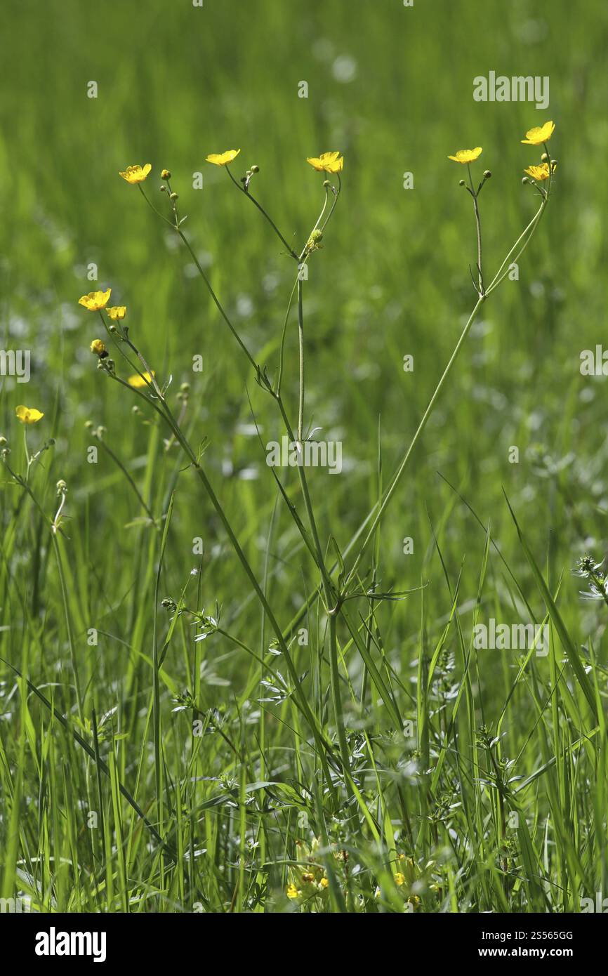 Ranunculus acris, Ranunculus acris, Meadow Buttercup Stock Photo - Alamy
