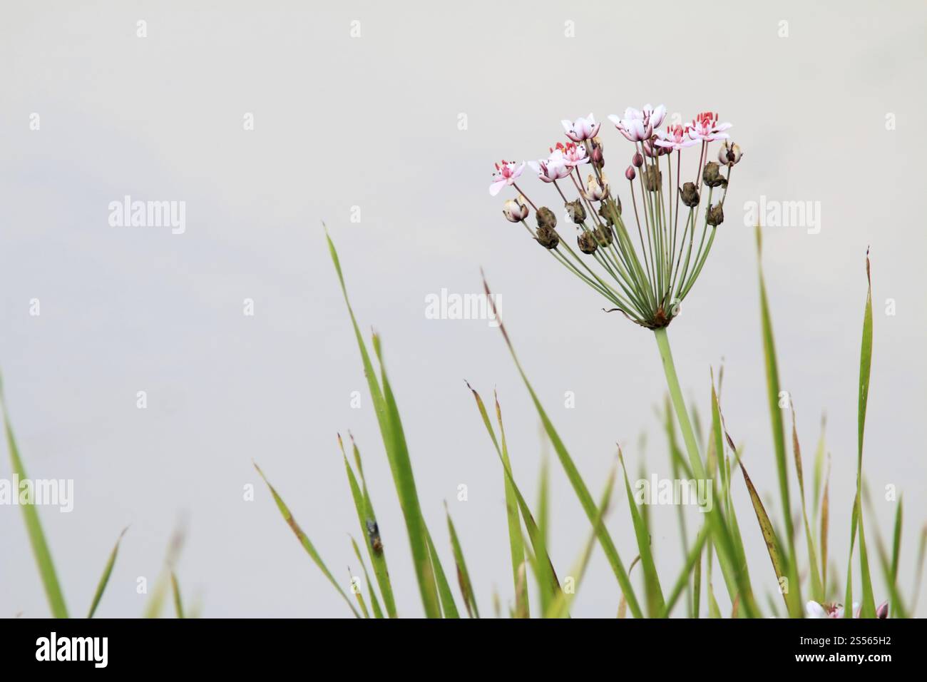 Flowering rush, Butomus umbellatus, Swan flower Stock Photo - Alamy