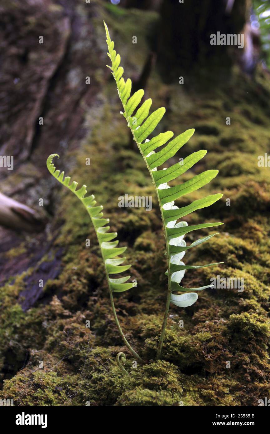 Polypodium vulgare, spotted fern, common polypody Stock Photo - Alamy