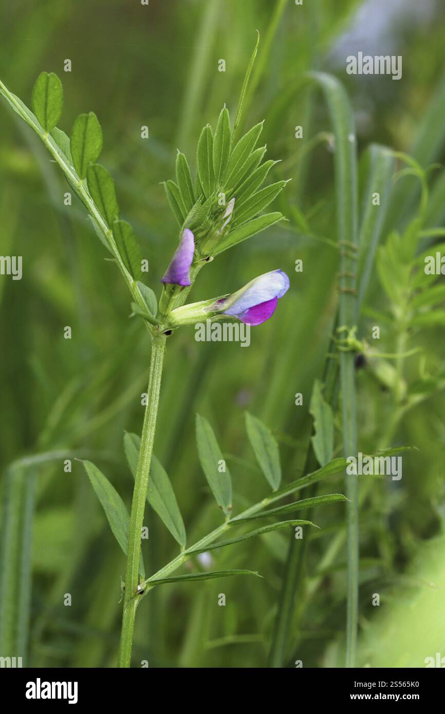 Vicia hirsuta, Vicia hirsuta, hairy vetch, tiny vetch Stock Photo - Alamy