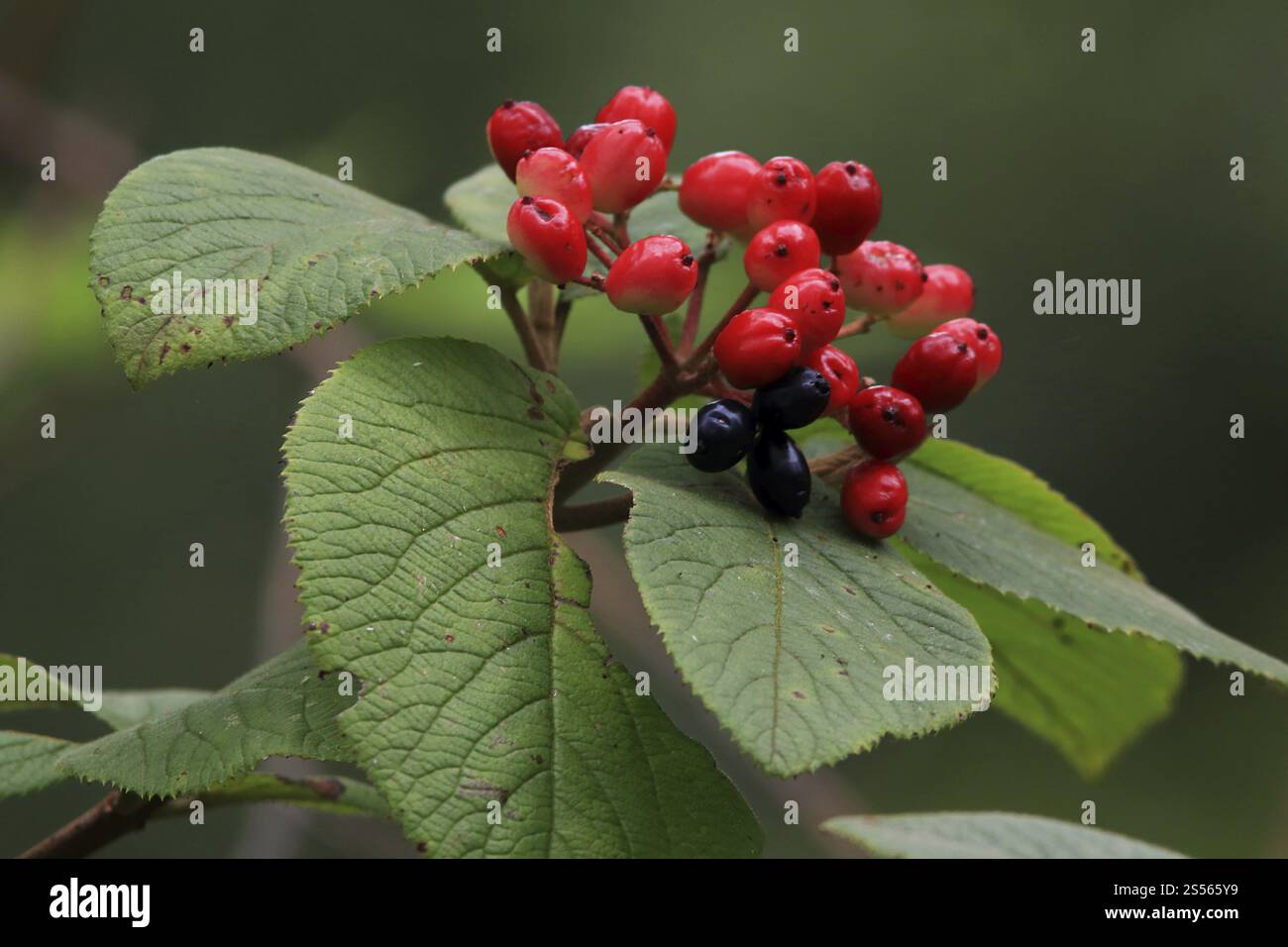Wayfaring tree, Viburnum lantana, Viburnum lantana Stock Photo - Alamy