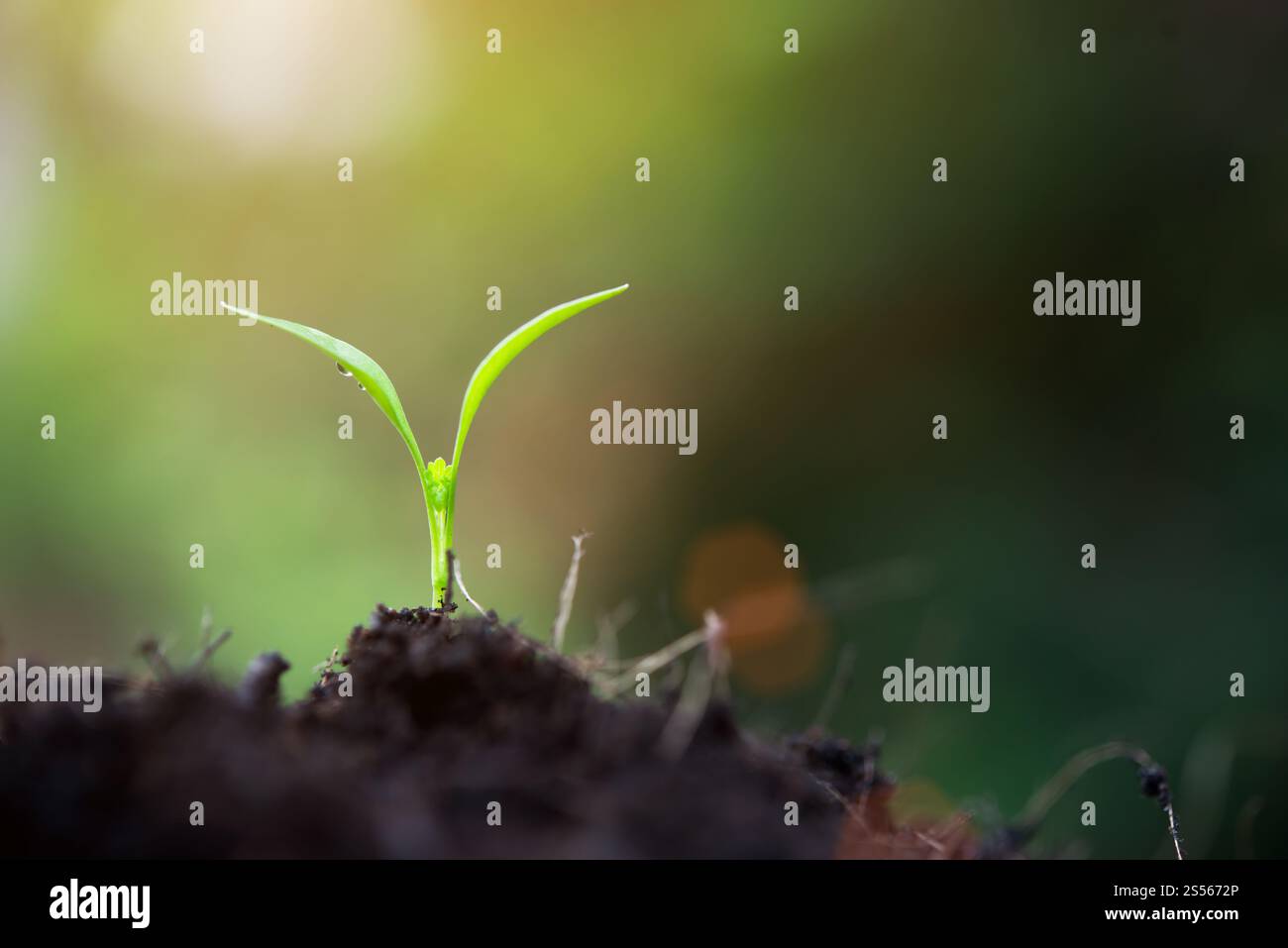 Nature in close hi-res stock photography and images - Alamy