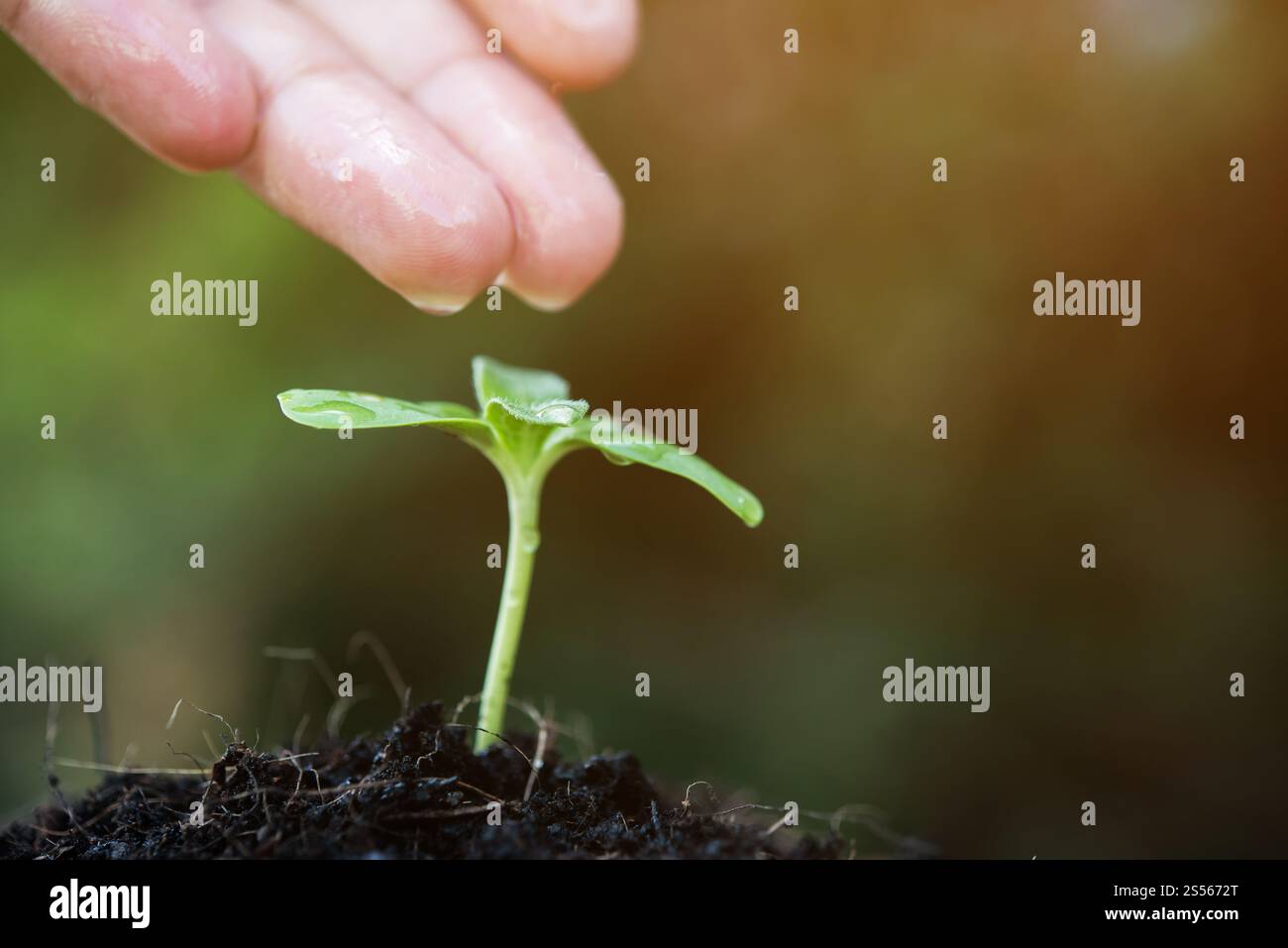 close up woman hand watering a green young plant Stock Photo - Alamy