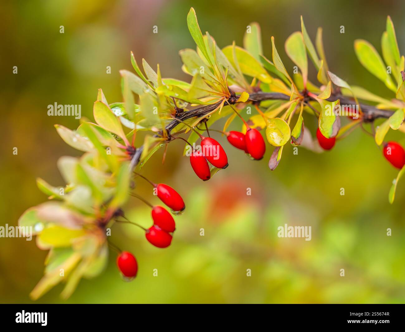 Branches of a barberry Bush with ripe red barberry berries Branches ...