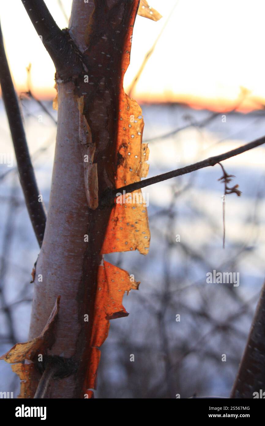 Peeling Birch Tree Stock Photo - Alamy