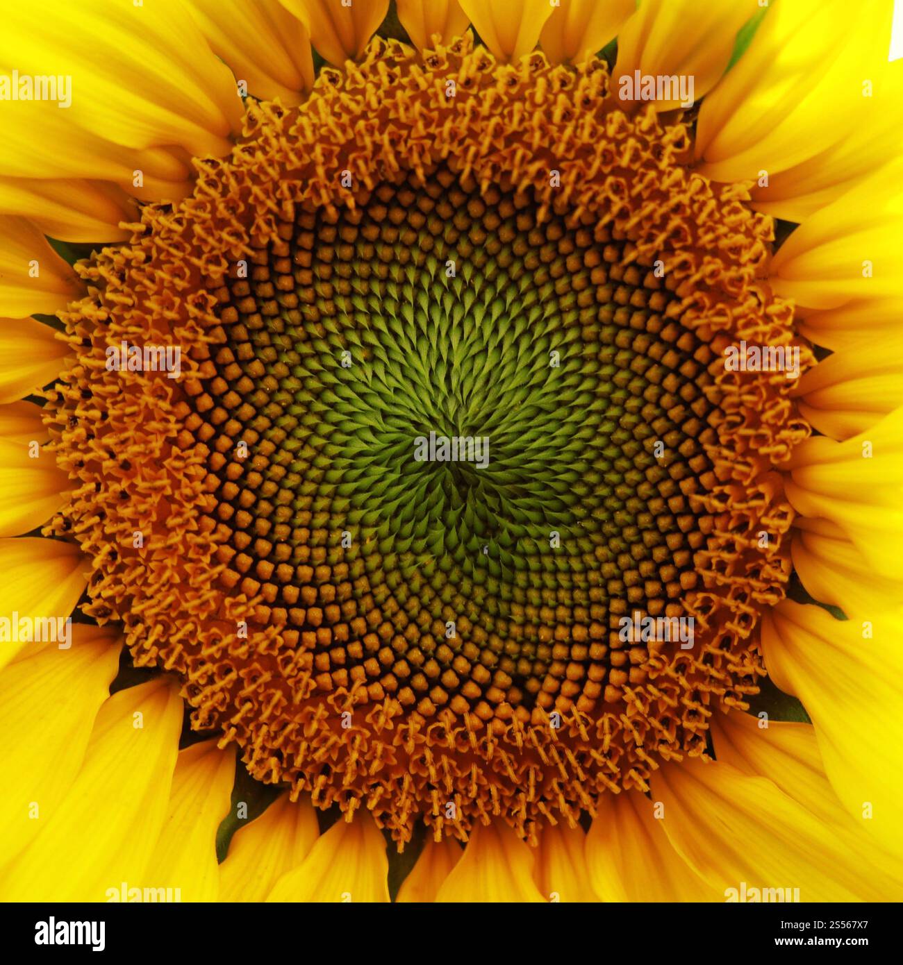 Sunflower natural background. Sunflower blooming. Sunflower field ...