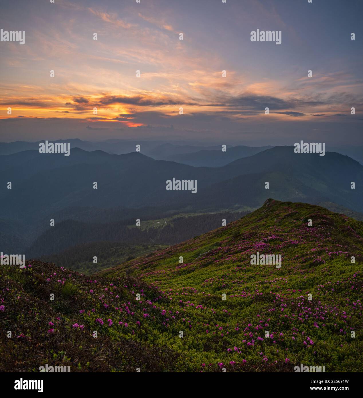 Pink rose rhododendron flowers on summer sunset mountain slope. Pip ...