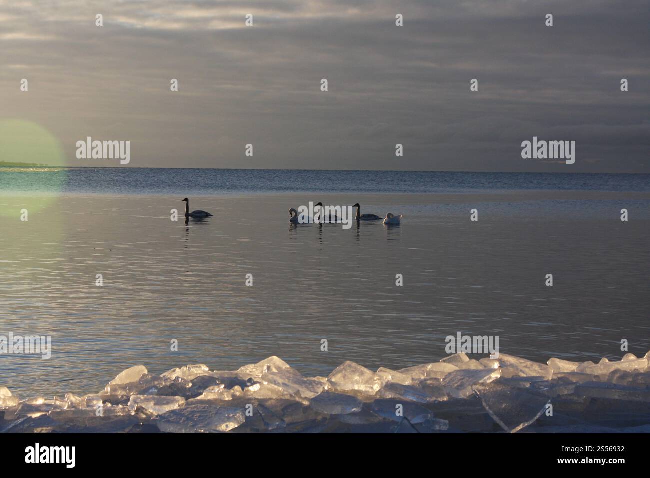 Geese on Lake Michigan Stock Photo - Alamy