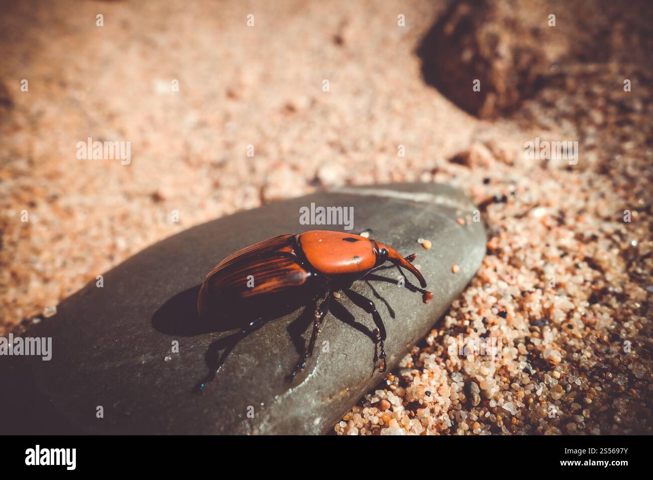 Red palm weevil snout beetle on a stone. Rhynchophorus ferrugineus. Red ...