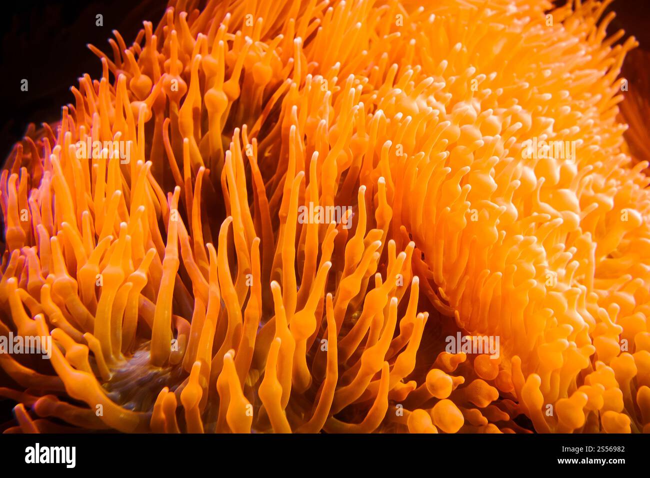 Sea anemone close-up view in ocean. Heteractis magnifica. Sea anemone ...