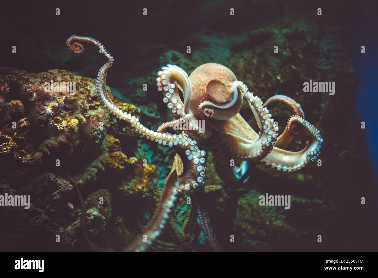 Octopus vulgaris close-up view in the ocean. Octopus close-up view ...