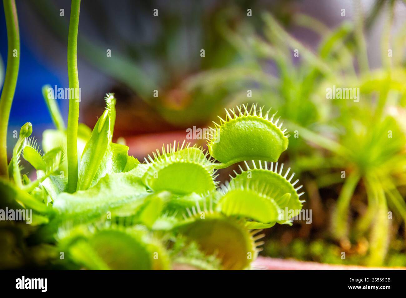 Venus flytrap carnivorous plant. Dionaea Muscipula close-up view. Venus flytrap carnivorous ...