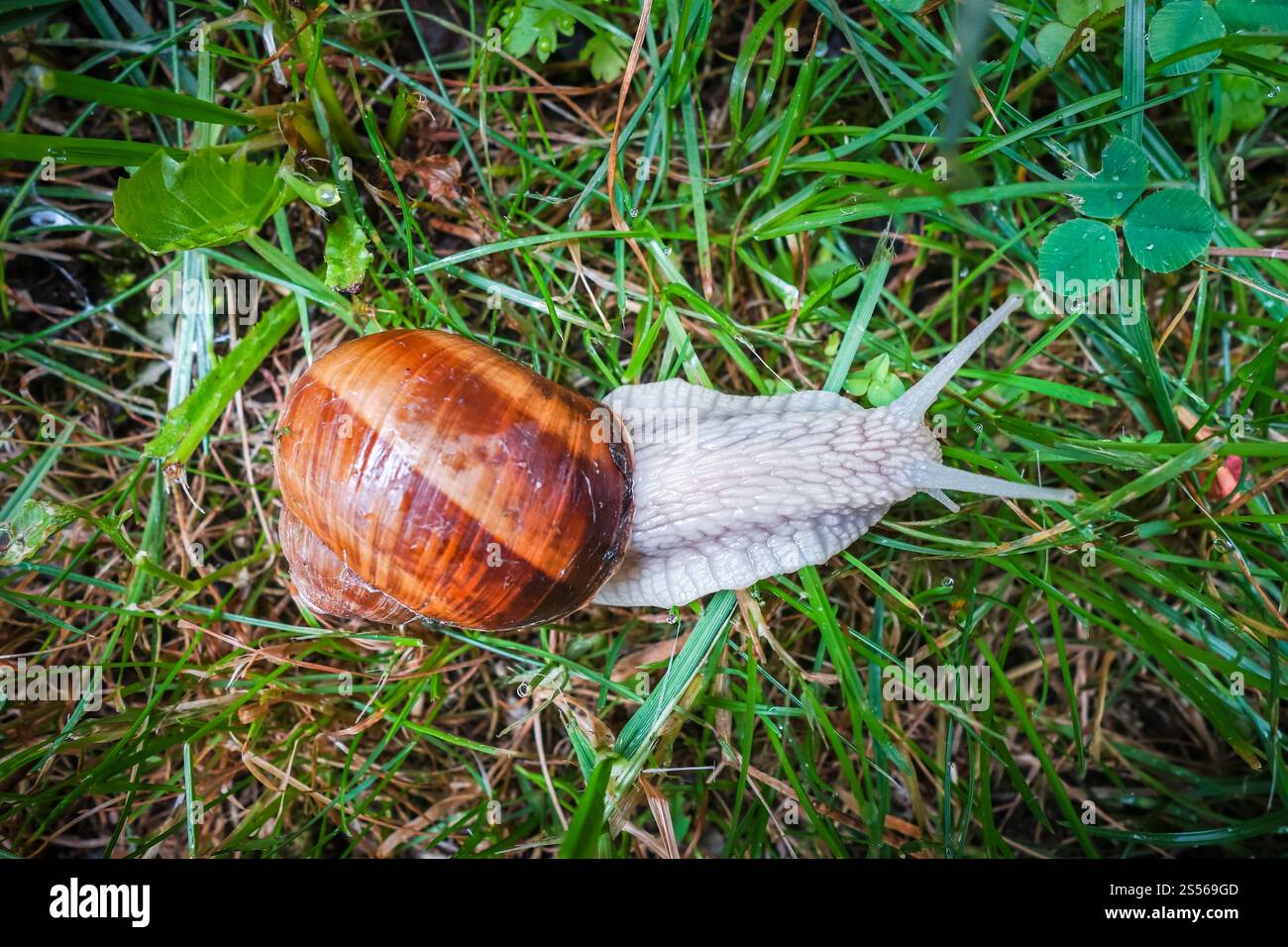Snail in the grass close-up background. Macro photography. Snail in the ...