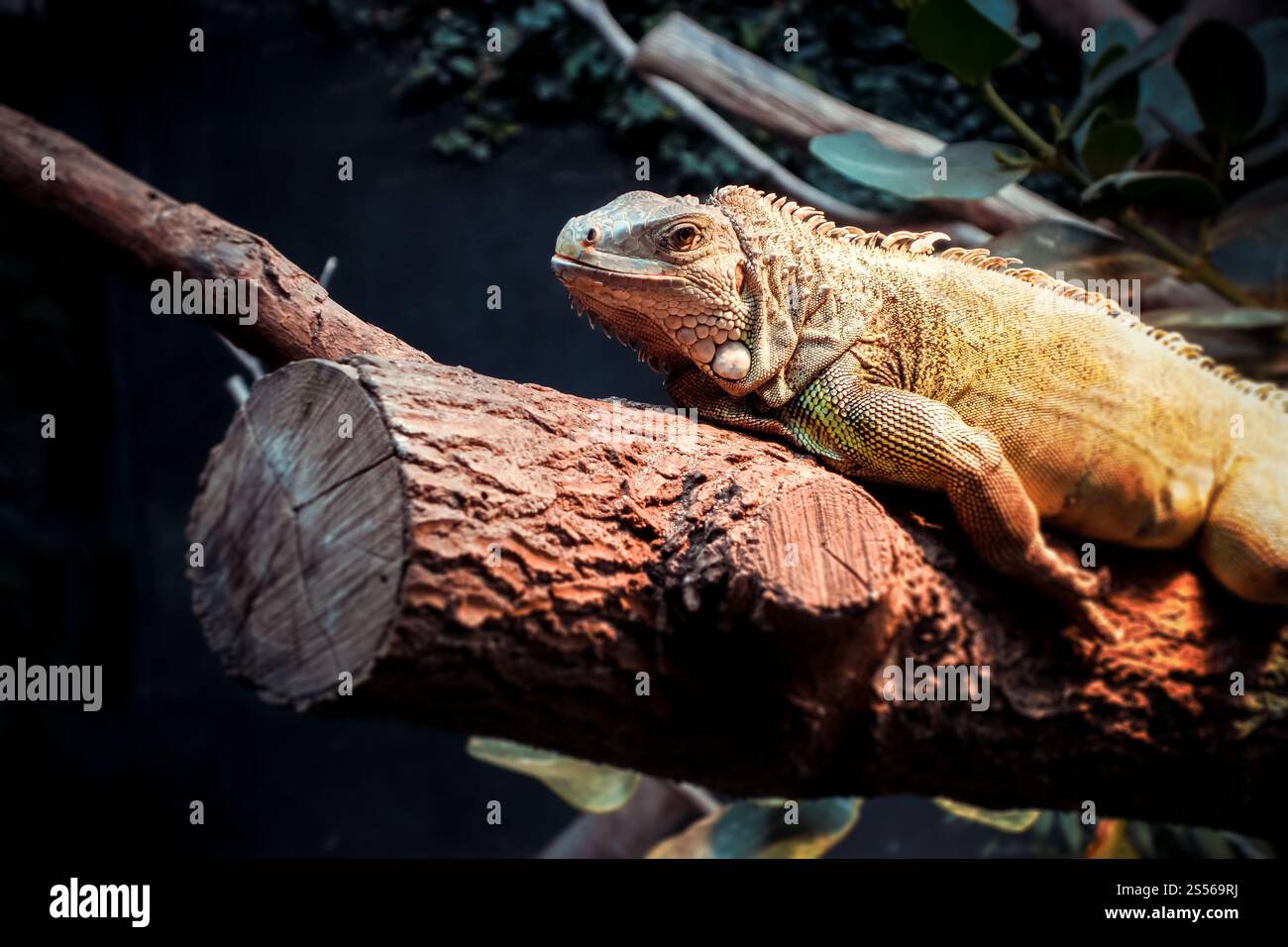 Green Iguana on a tree trunk in tropical forest. Green Iguana in ...
