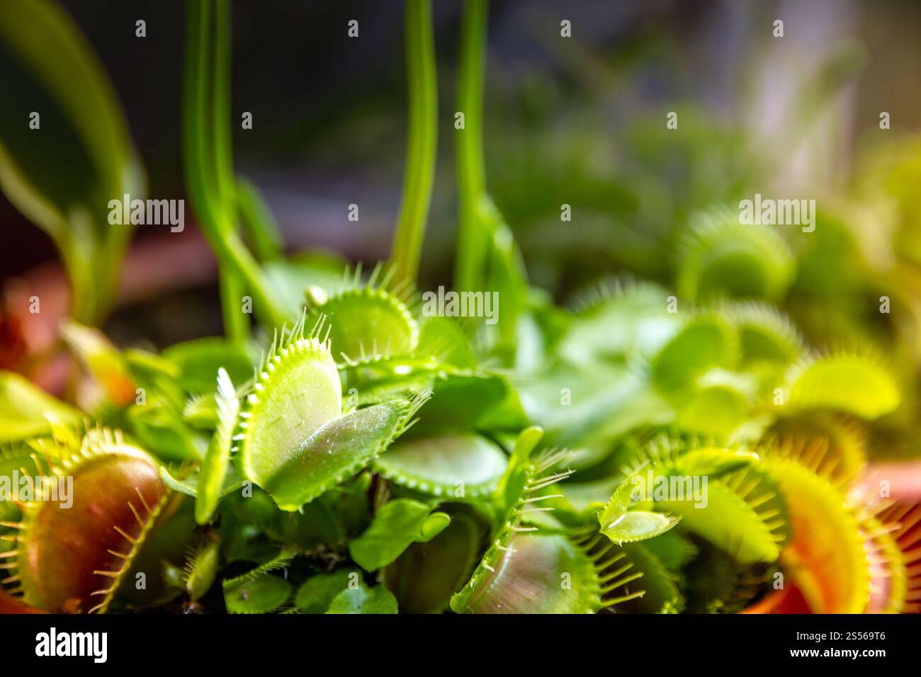 Venus flytrap carnivorous plant. Dionaea Muscipula close-up view. Venus ...