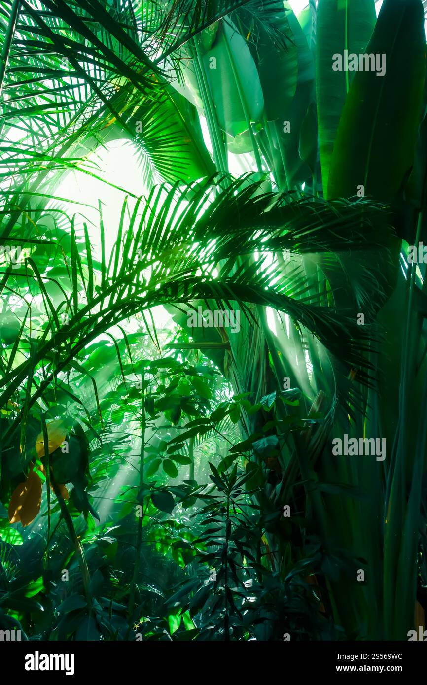 Light ray in a Jungle rainforest. Tropical background. Jungle ...