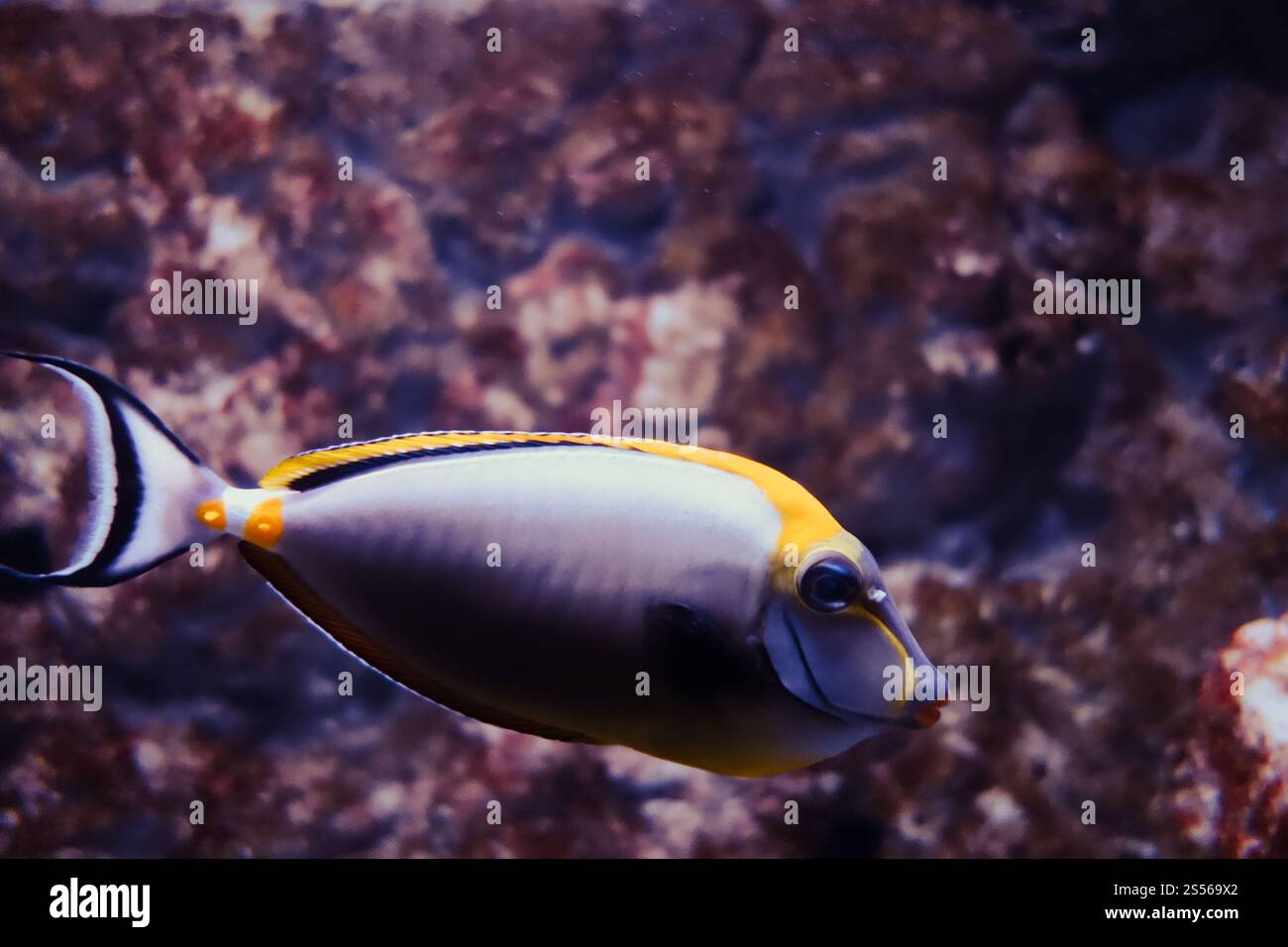 elegant unicornfish underwater close-up view in the ocean. elegant ...