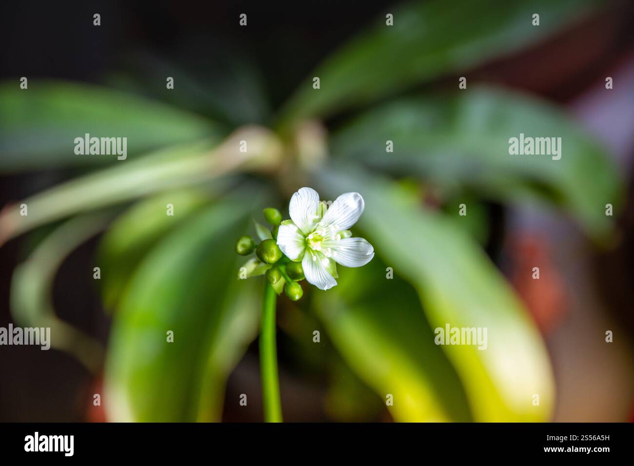 Venus flytrap carnivorous plant flower. Dionaea muscipula close-up view ...