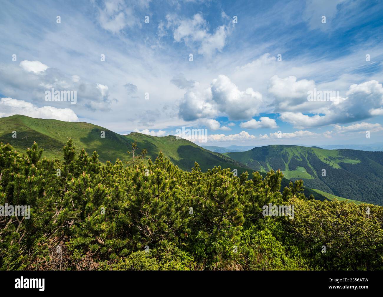 Summer mountain ridge and dwarf alpine pine bushes. Marmaros Pip Ivan ...