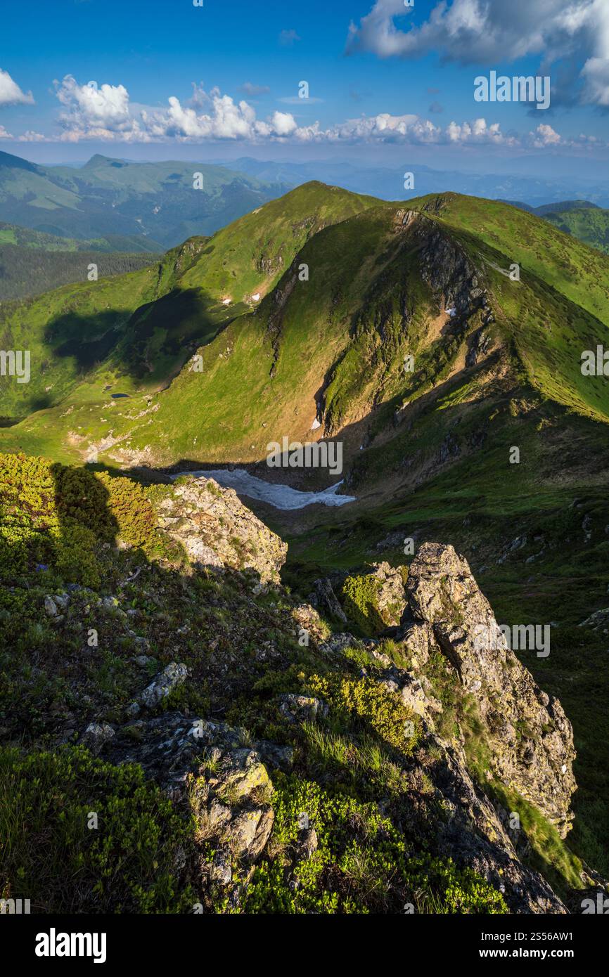 Pink rose rhododendron flowers on summer mountain slope and small ...