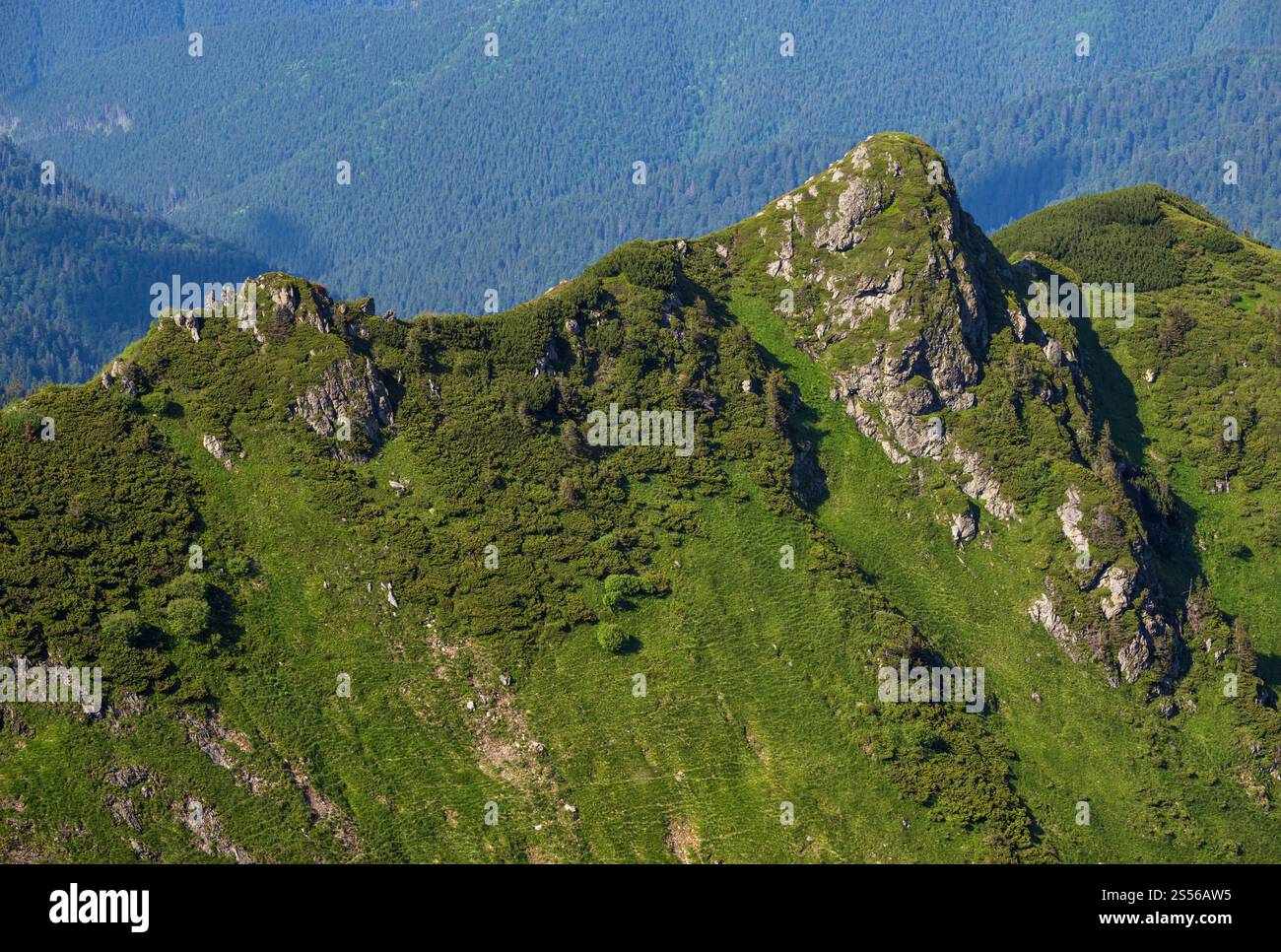 Summer mountain rocky ridge and dwarf alpine pine bushes. Marmaros Pip ...