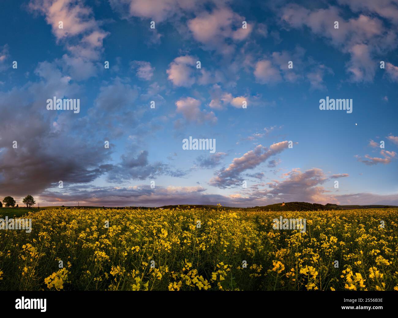 Spring rapeseed evening dusk view, cloudy sunset sky with Moon and ...