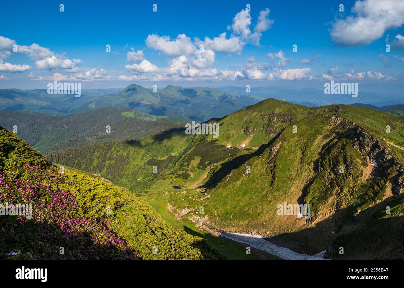 Summer mountain rocky ridge, rhododendron flowers and dwarf alpine pine ...