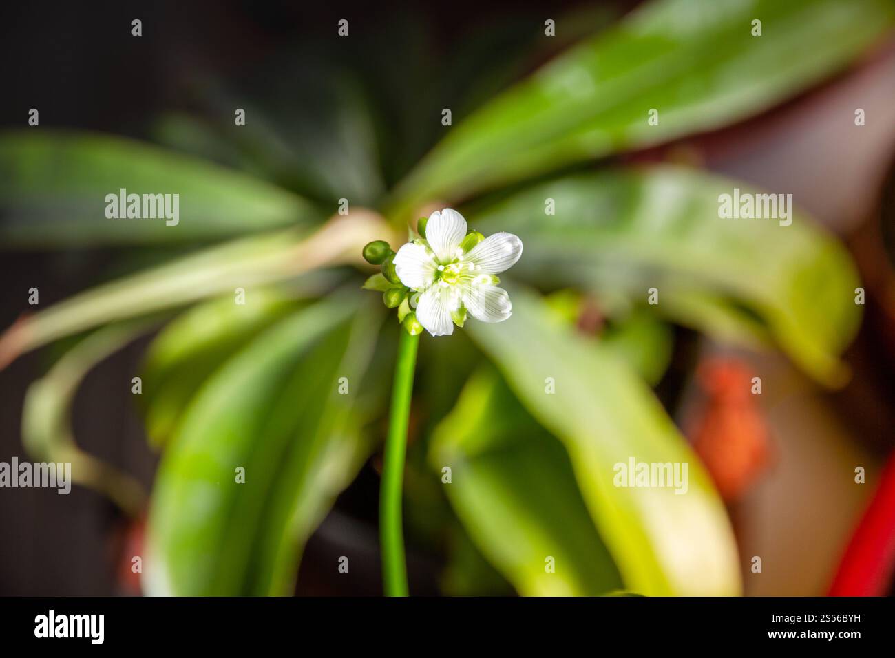 Venus flytrap carnivorous plant flower. Dionaea muscipula close-up view ...