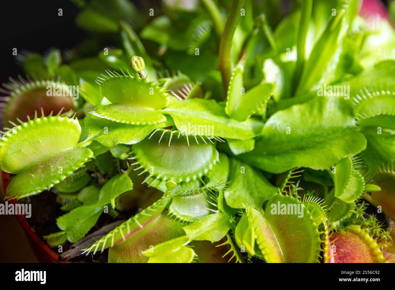 Venus flytrap carnivorous plant. Dionaea Muscipula close-up view. Venus flytrap carnivorous ...