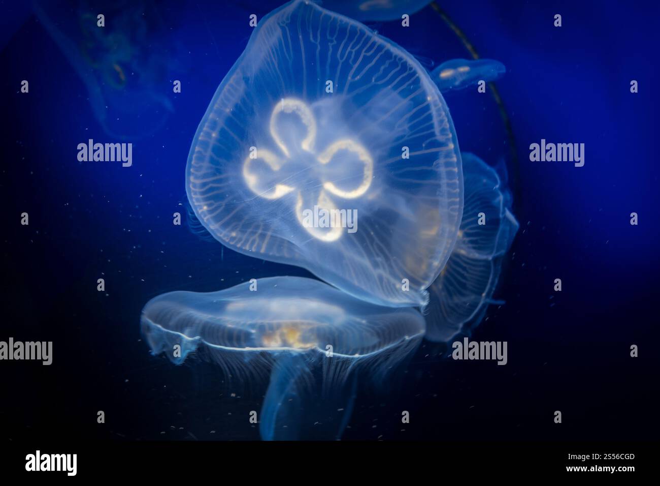 Common jellyfish, Aurelia aurita, underwater close-up view. Common ...
