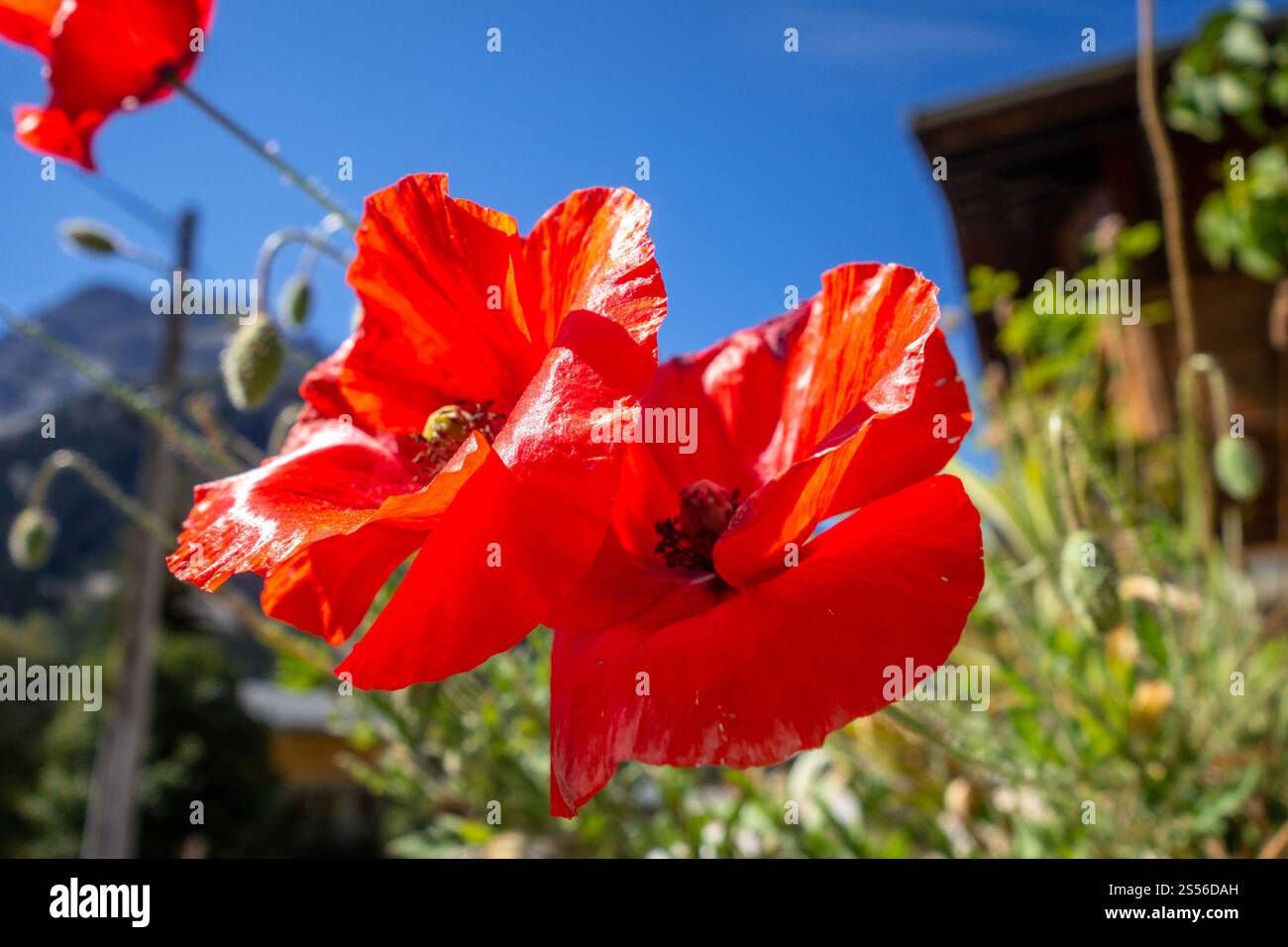 Poppy flower closeup view in Vanoise national Park field, French alps ...