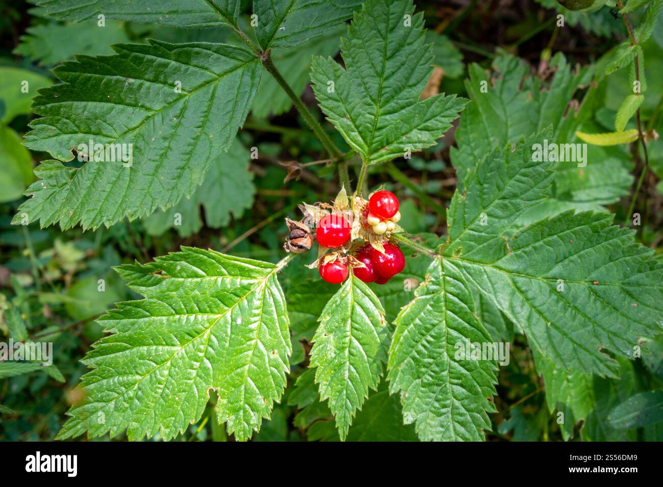 Stone Bramble, or Rubus Saxatilis in Vanoise national Park valley ...