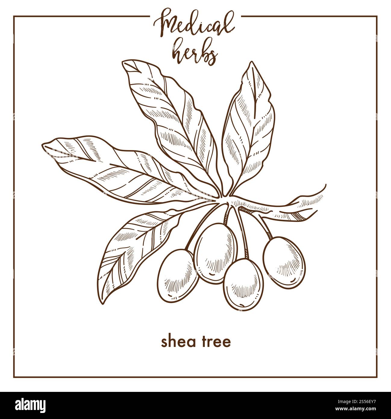 Shea tree seeds medical herb sketch botanical design icon for medicinal ...