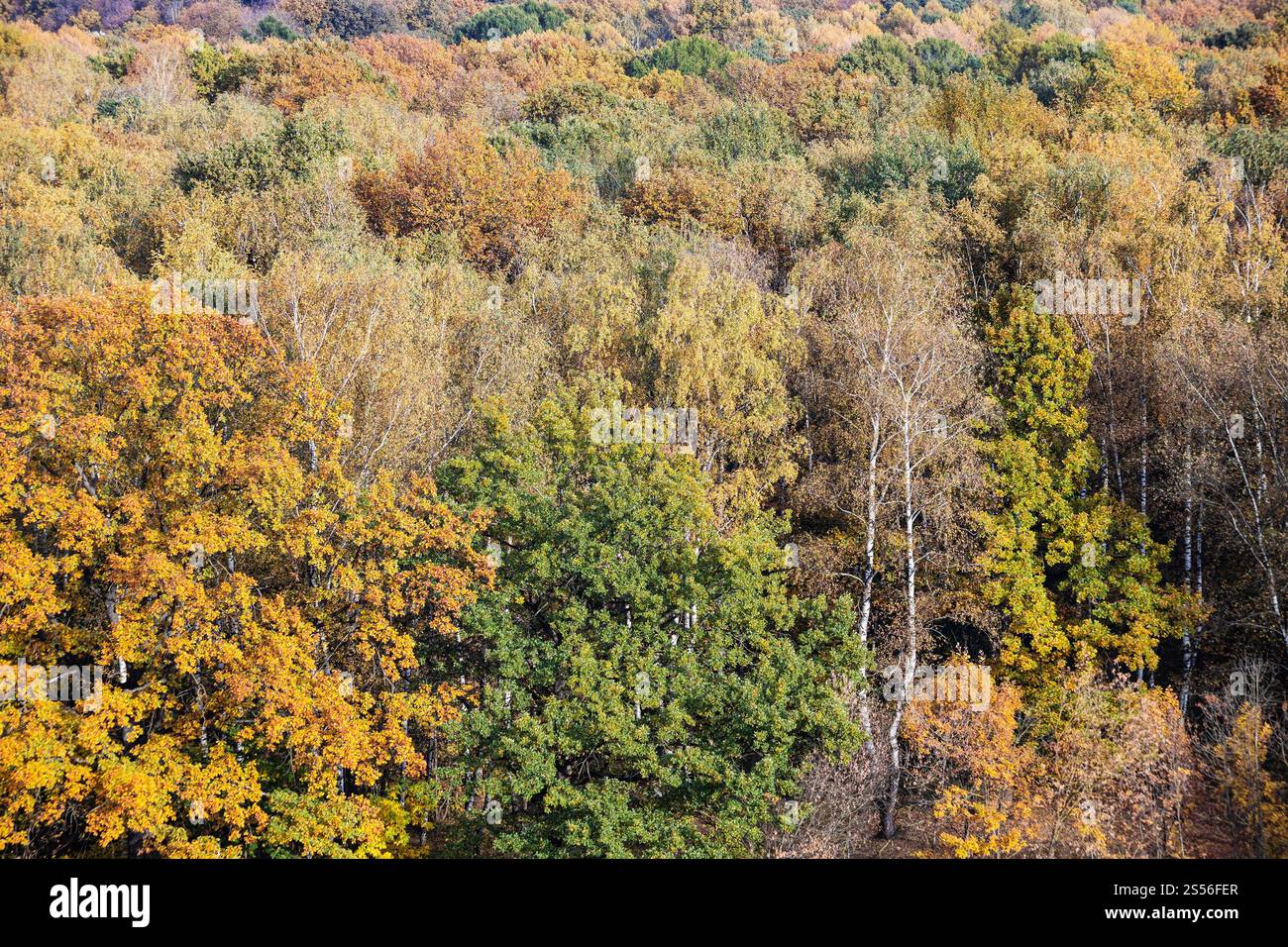Oak tree in deciduous forest hi-res stock photography and images - Alamy