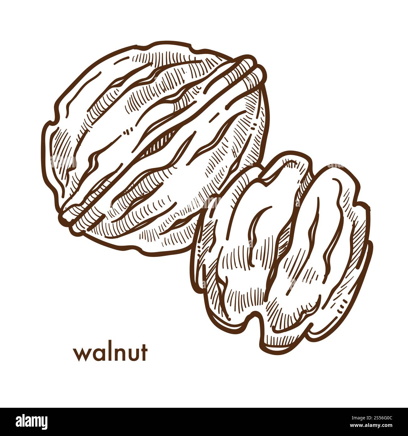 Healthy delicious walnut in hard shell and peeled. Useful nut full of ...