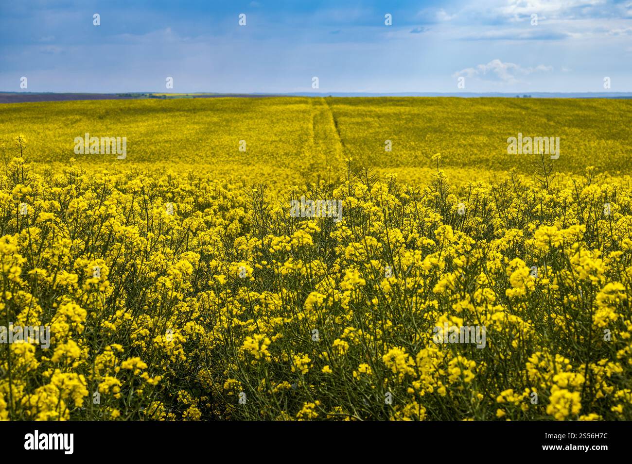 Spring rapeseed yellow blooming fields. Natural seasonal, good weather, climate, eco, farming ...