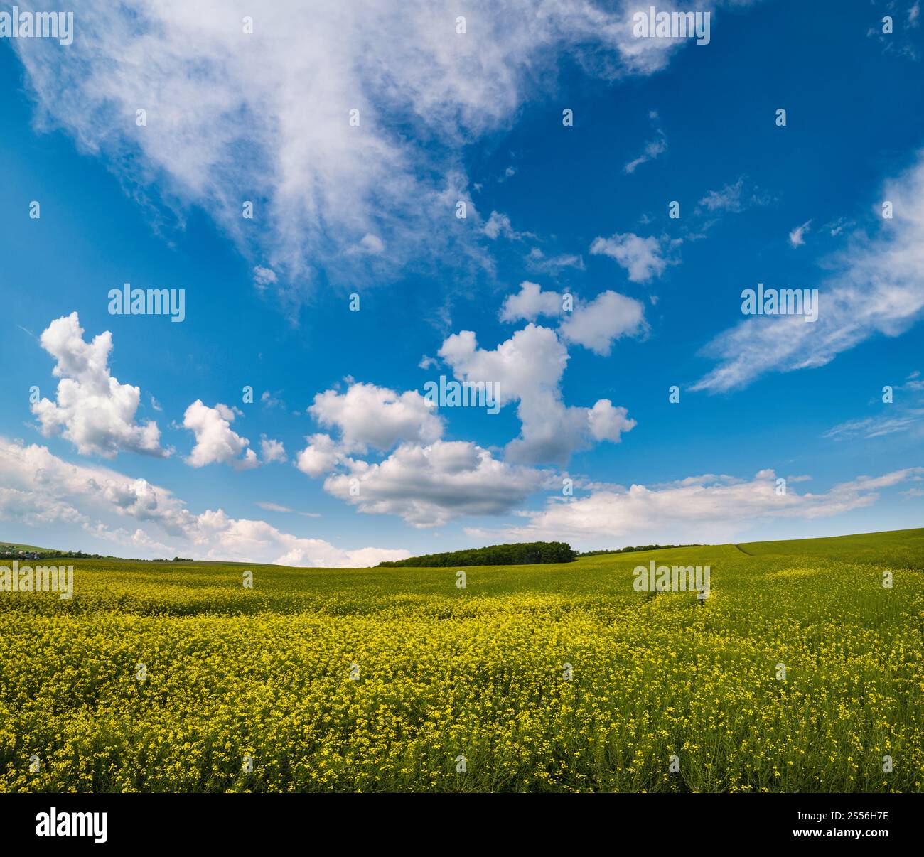Road through spring rapeseed yellow blooming fields view, blue sky with ...