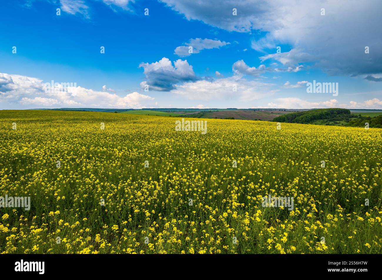 Spring rapeseed yellow blooming fields. Natural seasonal, good weather, climate, eco, farming ...